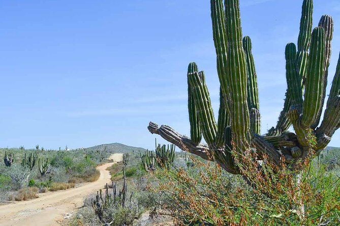 Private Todos Santos Jeep - Final Thoughts