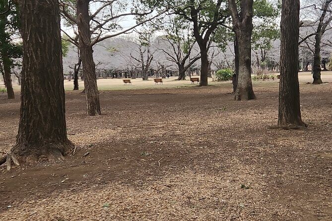 Private Tokyo City tour With English Speaking guide - Who Should Consider This Tour?