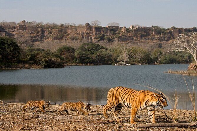 Private Tour: 2-Day Ranthambore National Park from Jaipur - Practicalities and What to Keep in Mind