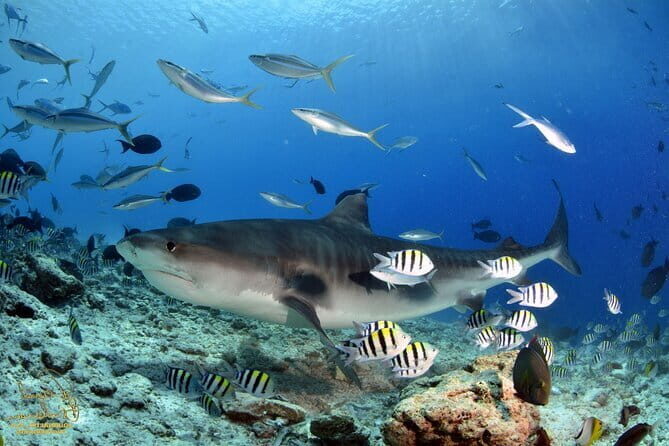 Private Tour Addu Discovery: Culture, Nature & Kayaking Adventure - Who Is This Tour Best For?