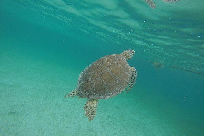Private Tour: Akumal Marine Turtle Snorkeling and Cenote Adventure - An Authentic Experience in Akumal and Beyond