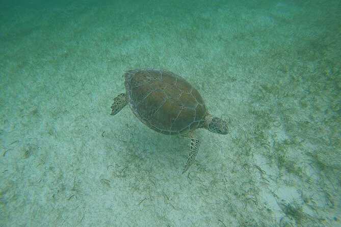 Private Tour: Akumal Marine Turtle Snorkeling and Cenote Adventure - Transportation and Group Size