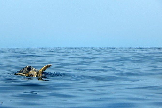 Private Tour: Akumal Marine Turtle Snorkeling and Cenote Adventure - Final Thoughts