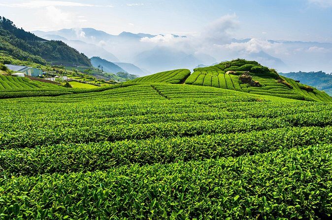 Private Tour Alishan Culture and Ecology from Kaohsiung - Who Should Consider This Tour?