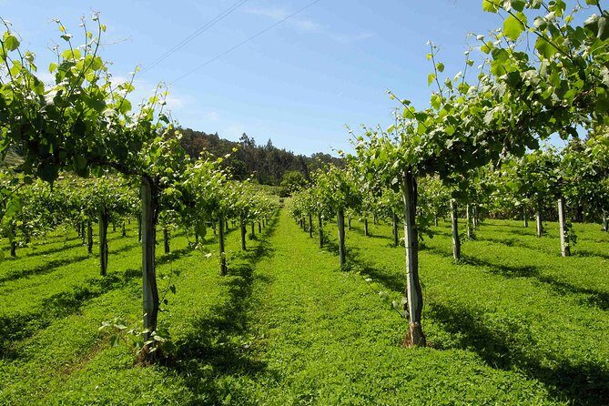 Private Tour Alvarinho (Melgaço and Monção) includes 3 wine tastings - Key Points