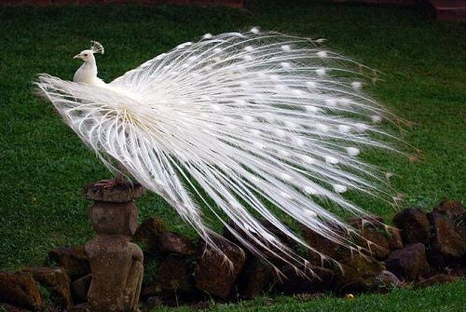Private Tour : Bali Bird park and Tegenungan Waterfall - A Practical, Authentic Look at Bali’s Bird Park, Waterfall, and Art Scene