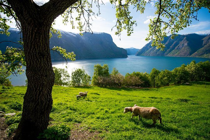 Private tour, Bergen to Oslo - Nærøyfjord Cruise & Flåm Railway - Final Thoughts