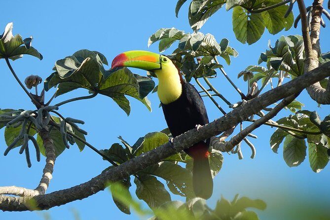 Private Tour: Birdwatching from Cancun - FAQs
