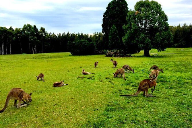 Private Tour Blue Mountains Day Adventure Wildlife + River Cruise - Who Should Consider This Tour?