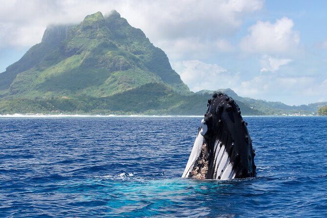 Private Tour: Bora Bora Whale Watching & Swimming Experience - What to Expect from the Bora Bora Whale Watching & Swimming Tour