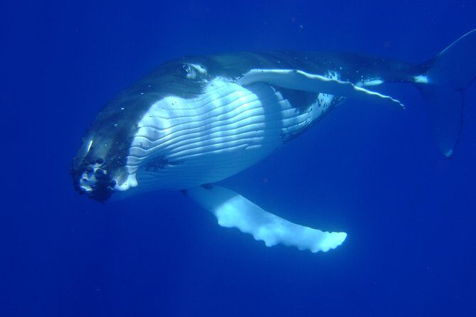 Private Tour: Bora Bora Whale Watching & Swimming Experience - Detailed Itinerary and Experience Breakdown