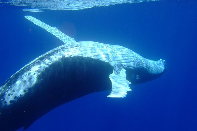Private Tour: Bora Bora Whale Watching & Swimming Experience - Final Thoughts