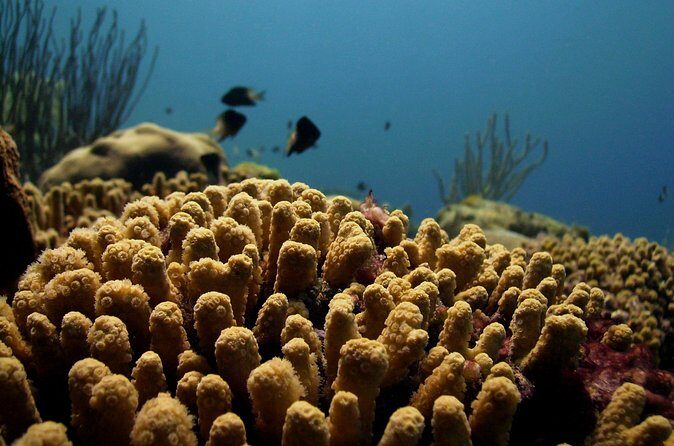 Private Tour Buccoo Reef and Nylon Pool - Practical Tips for Travelers