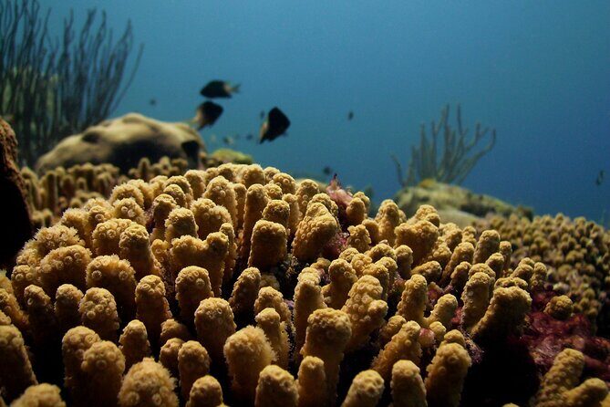 Private Tour Buccoo Reef and Nylon Pool - The Sum Up