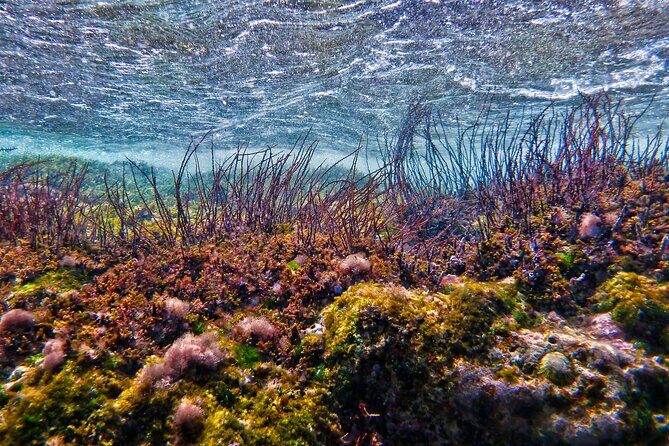 Private Tour Buccoo Reef and Nylon Pool - FAQ