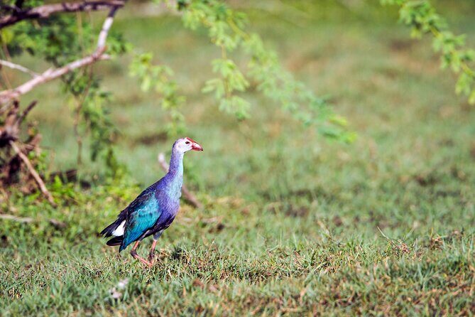 Private Tour Bundala National Park Safari From Hambantota - Practical Tips for Travelers