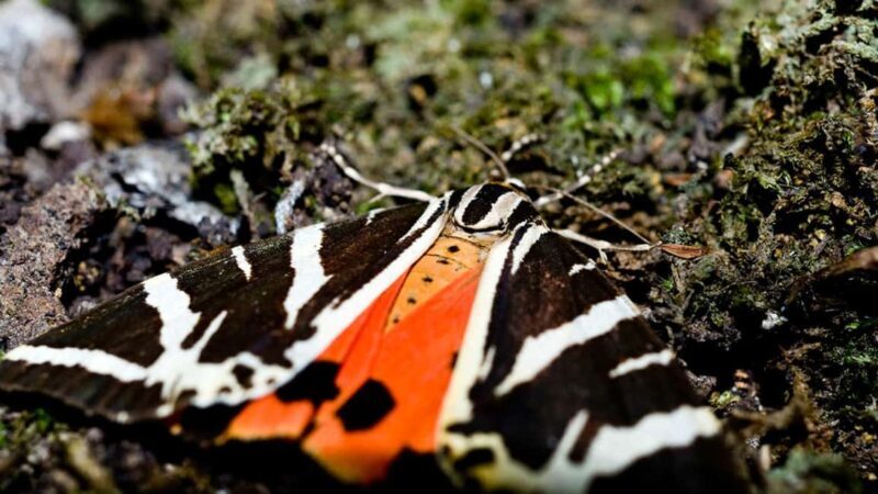 Private tour: Butterflies Valley & Lindos Village (FD) - Who Should Consider This Tour?