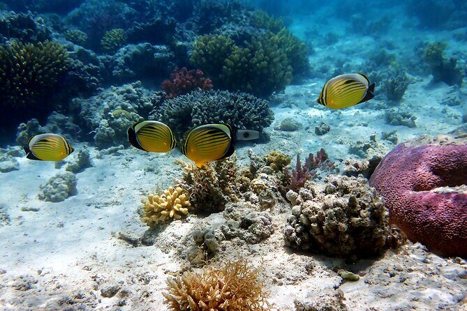 Private Tour Cebu Ocean Park - Why a Private Tour Matters