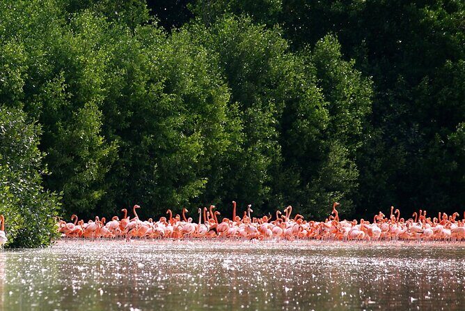 Private Tour Celestun Flamingo Watching and Beach - Why This Tour Stands Out