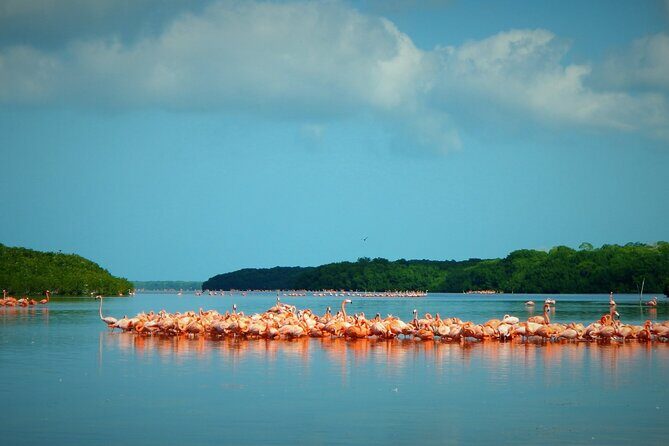 Private Tour Celestun Flamingo Watching and Beach - What You Get and What You Might Want to Consider