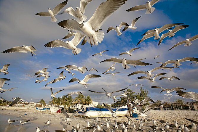 Private Tour Celestun Flamingo Watching and Beach - Authentic Experiences and Real Traveler Perspectives