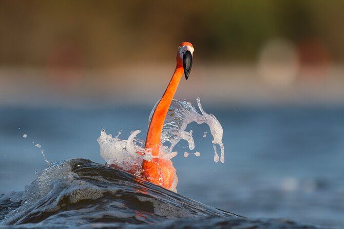 Private Tour Celestun Flamingo Watching and Beach - The Sum Up: Who Should Consider This Tour?