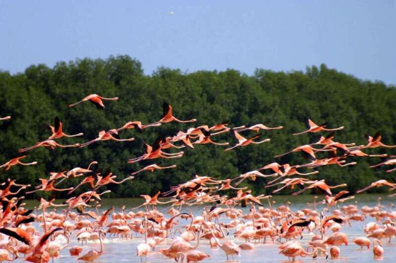 Private Tour Celestun Flamingo Watching and Beach - An In-Depth Look at the Experience