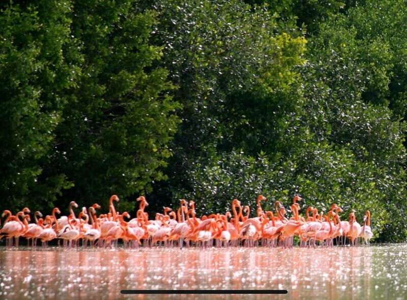 Private Tour Celestun Flamingo Watching and Beach - Who Would Love This Tour?