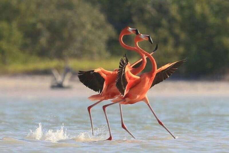 Private Tour Celestun Flamingo Watching and Beach - Final thoughts