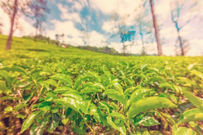 Private Tour Ceylon Tea Experience from Colombo - FAQ