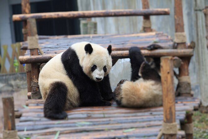 Private Tour Chengdu Panda Breeding Center with Volunteer - Authentic Encounters and Practical Tips