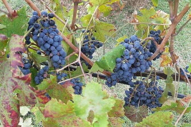 PRIVATE TOUR: Chianti Afternoon tour with visit to 2 wine farms - What Makes This Tour Stand Out
