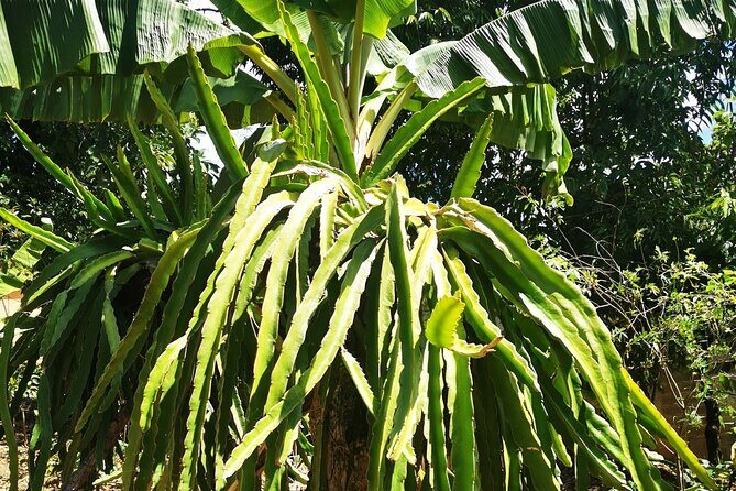 Private Tour: Cocoa, Coffee, Local Market and Cigars Factory - The Sum Up