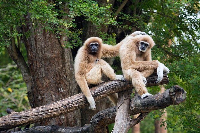 Private Tour: Cu Chi Tunnels and Cao Dai Temple - Key Points