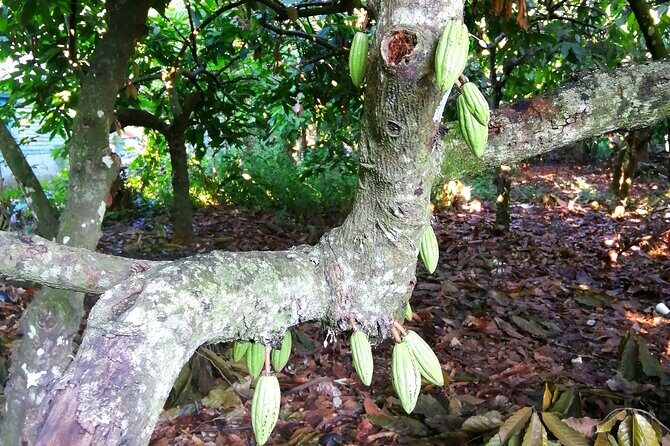 Private Tour Damajagua Waterfalls and Dominican Flavours - The Experience: Value, Convenience, and Authenticity