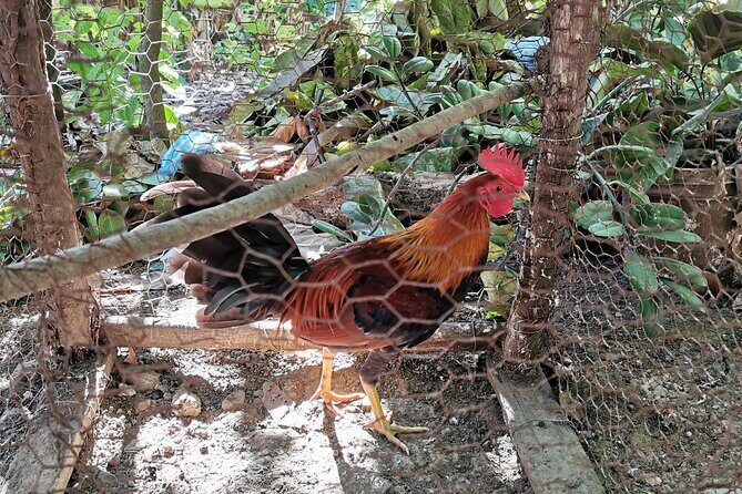 Private Tour Damajagua Waterfalls and Dominican Flavours - Final Words