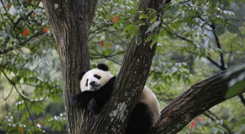 Private Tour: Discovering Pandas & the Majestic Giant Buddha - The Sum Up