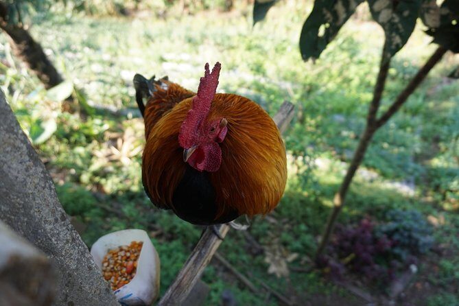 Private-Tour Doi Suthep Temple and Khun Chang Kien Village Half-Day - Who Is This Tour Best For?