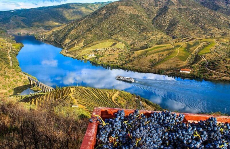 Private Tour: Douro Valley Wine and Food from Oporto - The Experience from the Eyes of Travelers
