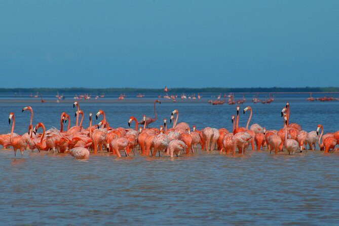 Private Tour: Ek Balam, Pink Flamingos Sanctuary and Tequila Tasting Factory - In The Sum Up