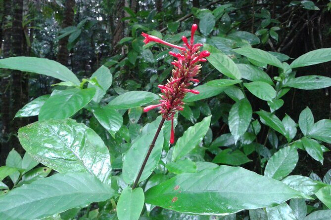 Private Tour El Yunque Rainforest swimming waterfall - The Sum Up