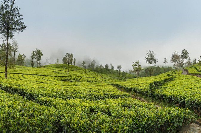 Private Tour Ella with Train Ride & Tea Plantation - Frequently Asked Questions