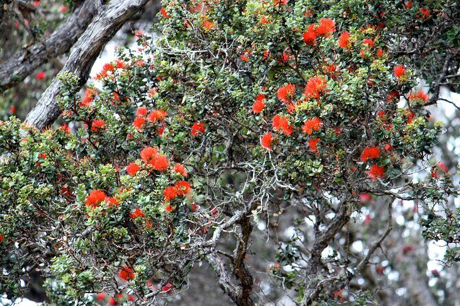 Private Tour: Experience Active Kilauea Volcano & Hilo Rainbow Falls - Who Should Consider This Tour?