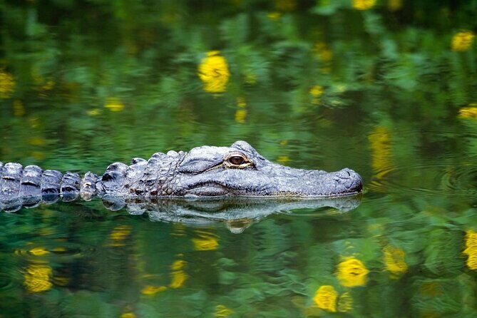 Private Tour: Florida Everglades Airboat Ride and Wildlife Adventure - Introduction: An Authentic Sheen in Everglades Tourism
