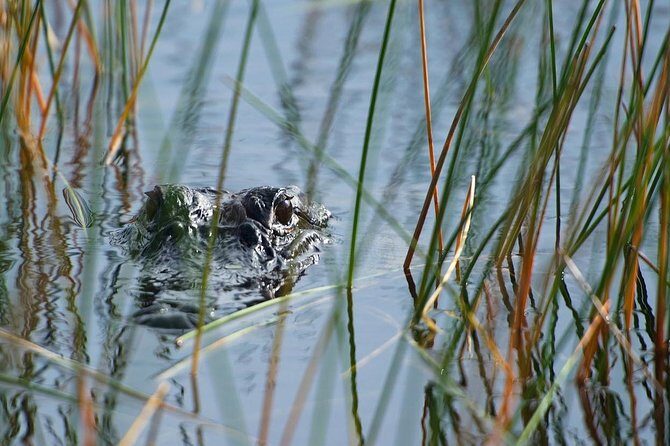 Private Tour: Florida Everglades Airboat Ride and Wildlife Adventure - The Tour Overview: A Closer Look