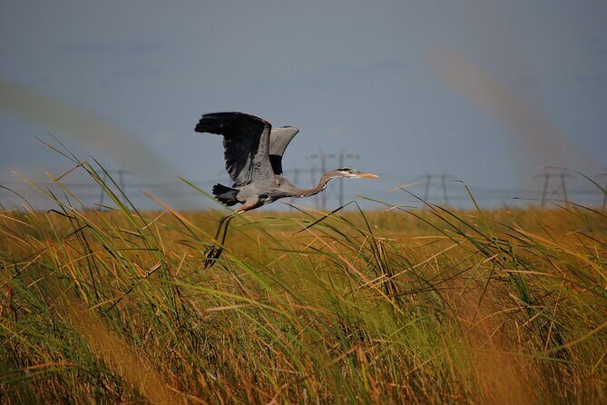 Private Tour: Florida Everglades Airboat Ride and Wildlife Adventure - Why This Tour Offers Real Value