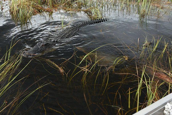Private Tour: Florida Everglades Airboat Ride and Wildlife Adventure - Who Is This Tour Best For?