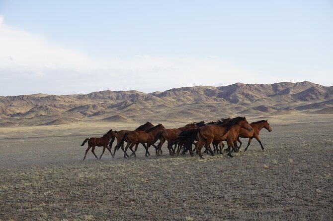 Private tour from Almaty 3 days Altyn emel /Charyn /Kolsay/Kaindy - Transport and Comfort