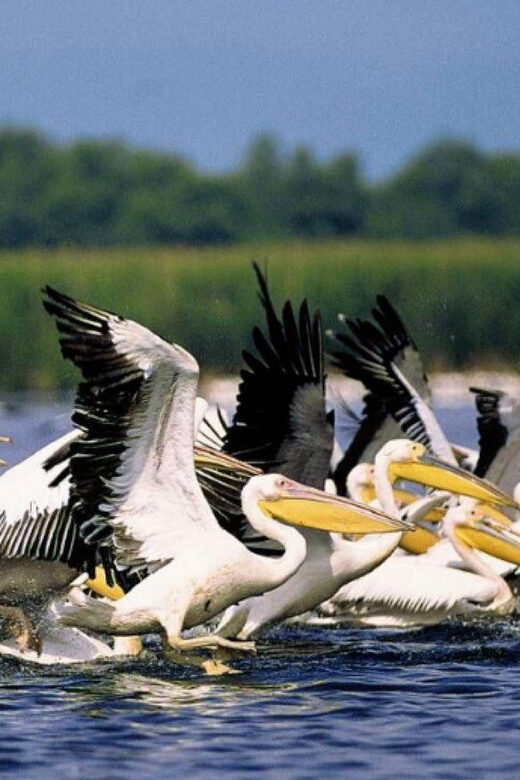 Private Tour from Bucharest to Danube Delta 2 Days Tour - Why Choose This Tour: A Deep Dive