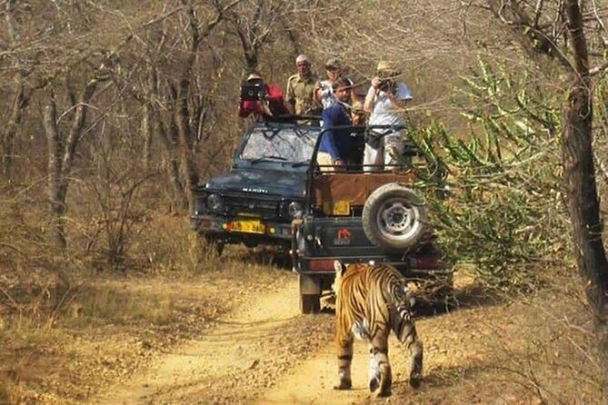 Private Tour from Delhi to Sariska Safari and Jaipur (1N/2D) - What the Tour Offers and Why It Matters